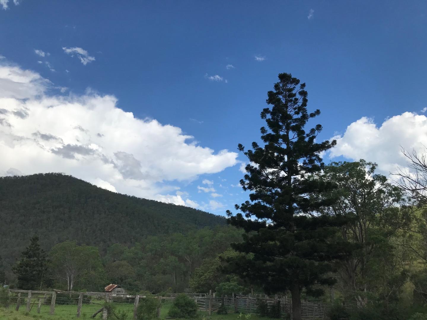Guy fawkes national park Boyd river Australia - TROPICAL LOOKING PLANTS ...