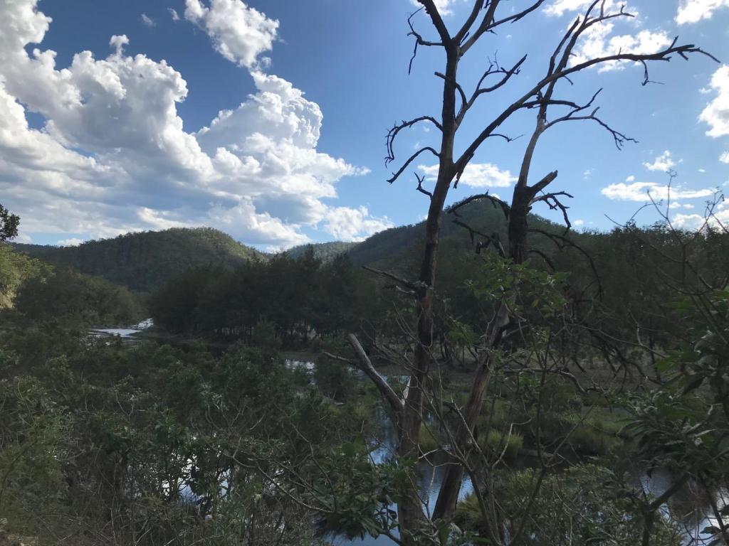 Guy fawkes national park Boyd river Australia - TROPICAL LOOKING PLANTS ...