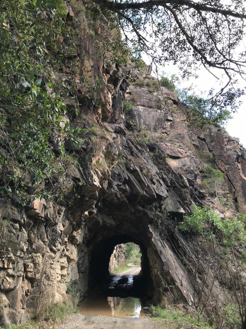 Guy fawkes national park Boyd river Australia - TROPICAL LOOKING PLANTS ...