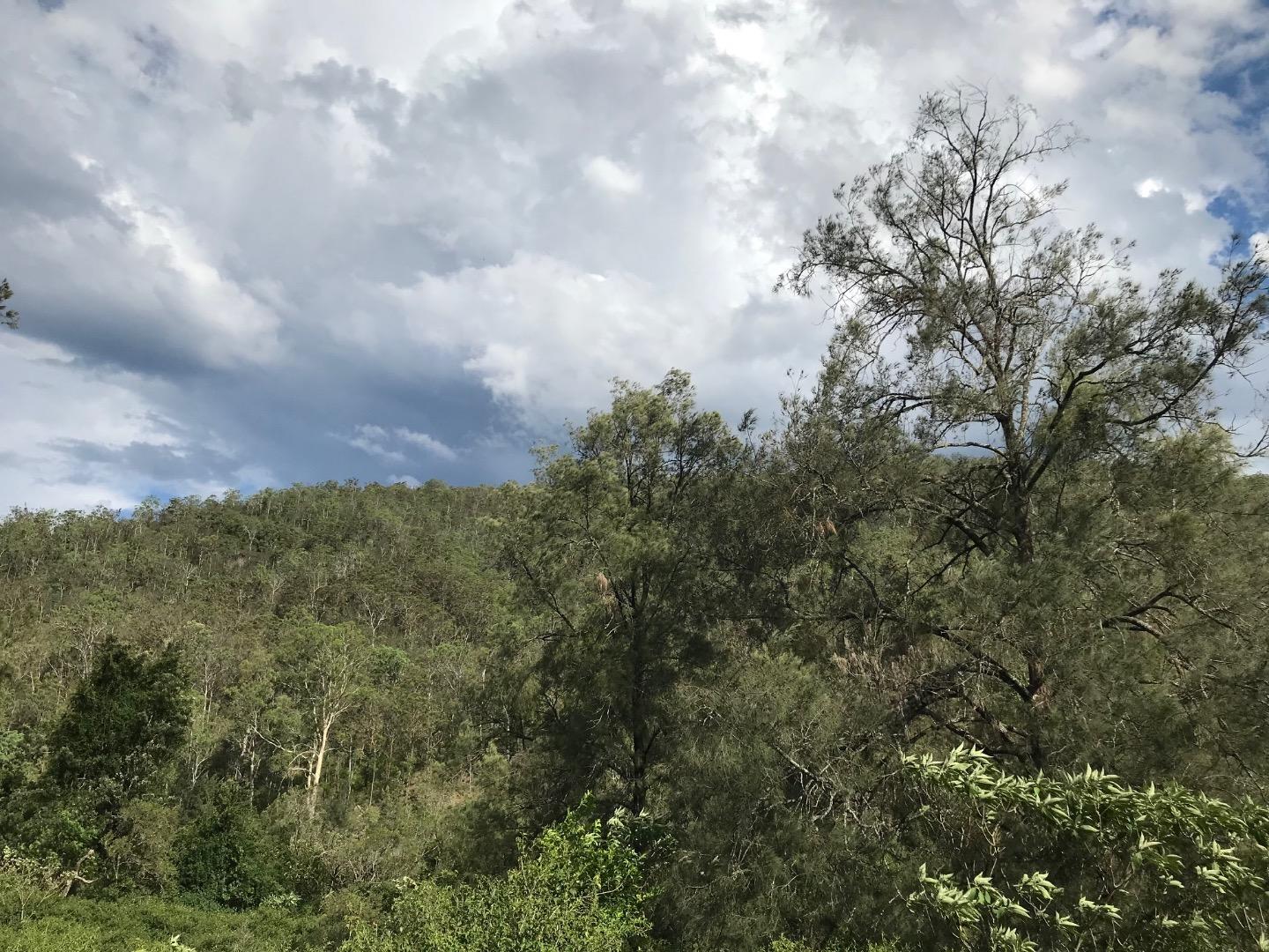 Guy fawkes national park Boyd river Australia - TROPICAL LOOKING PLANTS ...