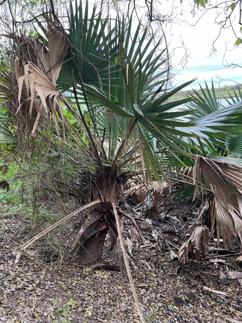 Trunking Sabal Minor in South Texas Habitat - DISCUSSING PALM TREES ...