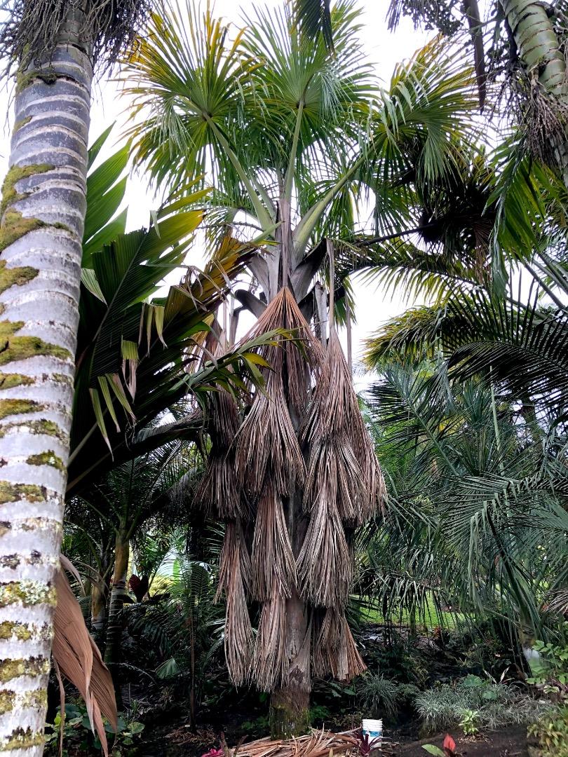 Palm ID: Peruvian Jungle - DISCUSSING PALM TREES WORLDWIDE - PalmTalk