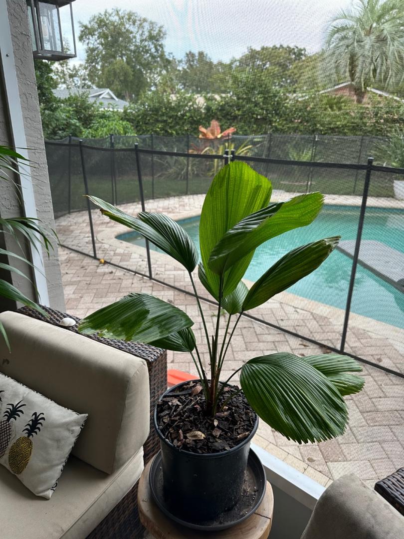 Help with licuala grandis - PALMS IN POTS - PalmTalk