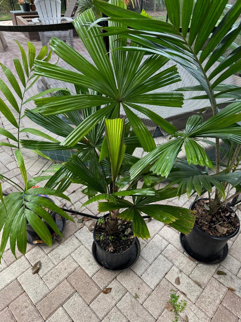 Help with licuala grandis - PALMS IN POTS - PalmTalk