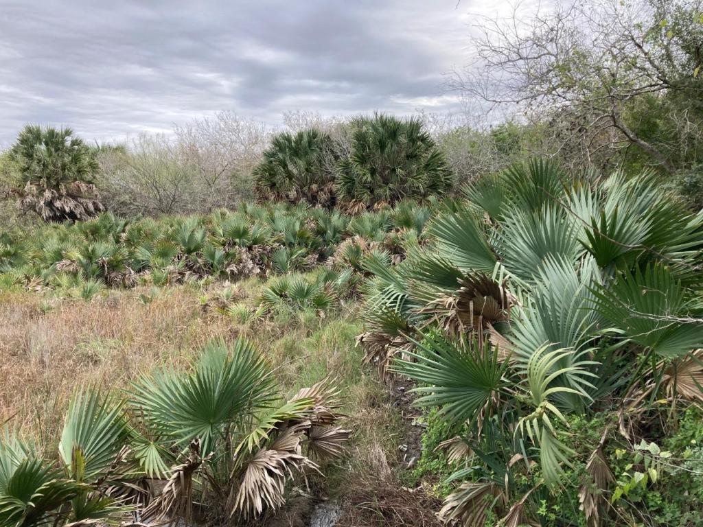 Trunking Sabal Minor in South Texas Habitat - DISCUSSING PALM TREES ...