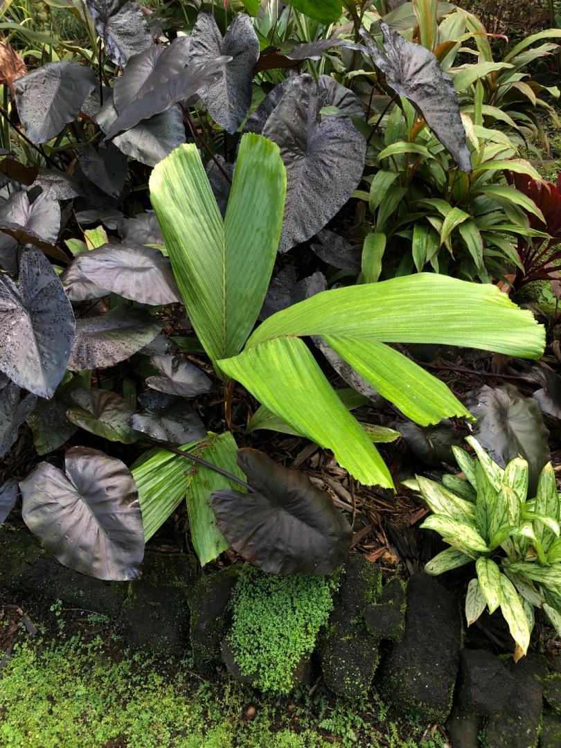 Hydriastele beguinii ' Obi Island' - Page 2 - DISCUSSING PALM TREES ...