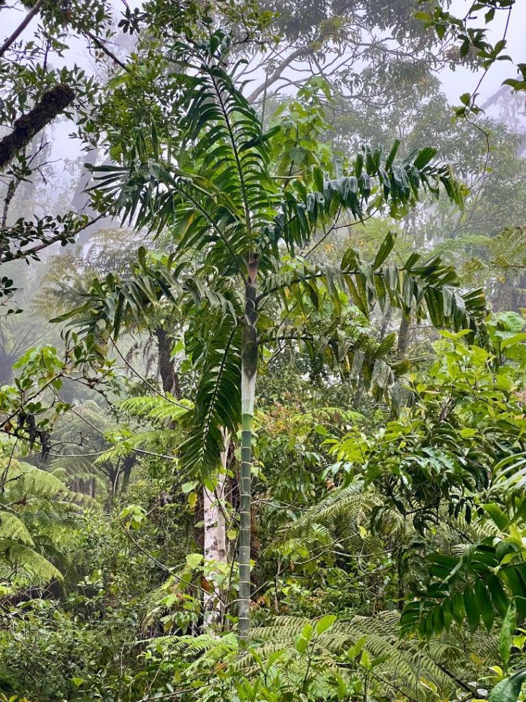More palms from the wilds of the Comoro Island forests - DISCUSSING ...