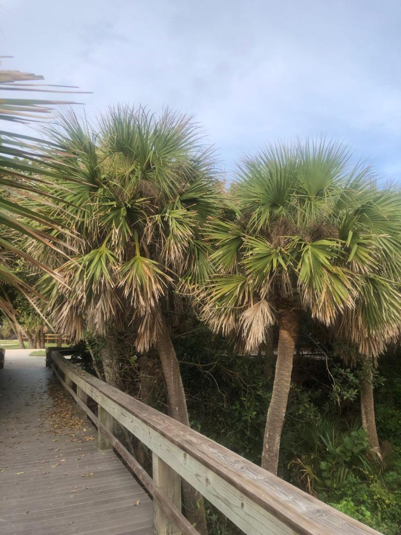 Native palms along coastal preserve on cocoa beach, FL. - TRAVEL LOGS ...