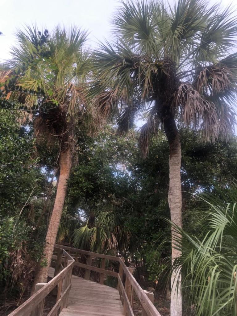 Native palms along coastal preserve on cocoa beach, FL. - TRAVEL LOGS ...