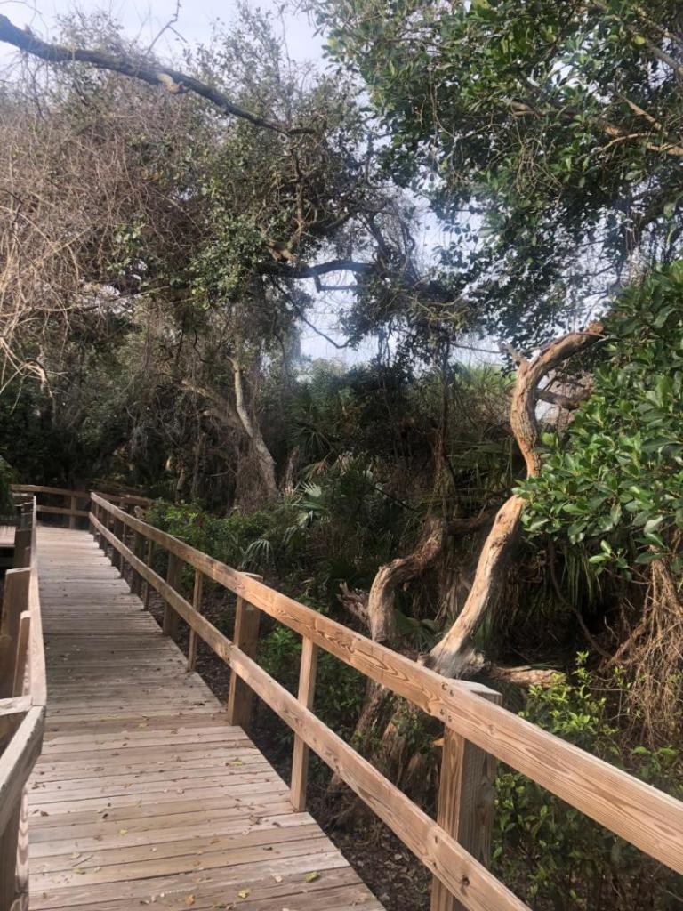 Native palms along coastal preserve on cocoa beach, FL. - TRAVEL LOGS ...