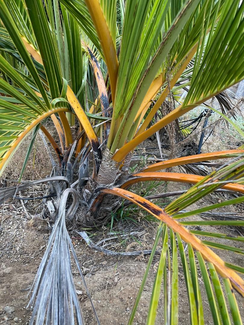 Suggest me some new species of Palms - DISCUSSING PALM TREES WORLDWIDE ...