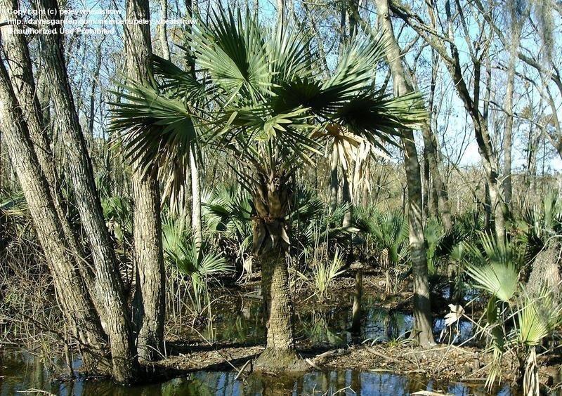 Impressive photo gallery of Brazoria Palm - COLD HARDY PALMS - PalmTalk