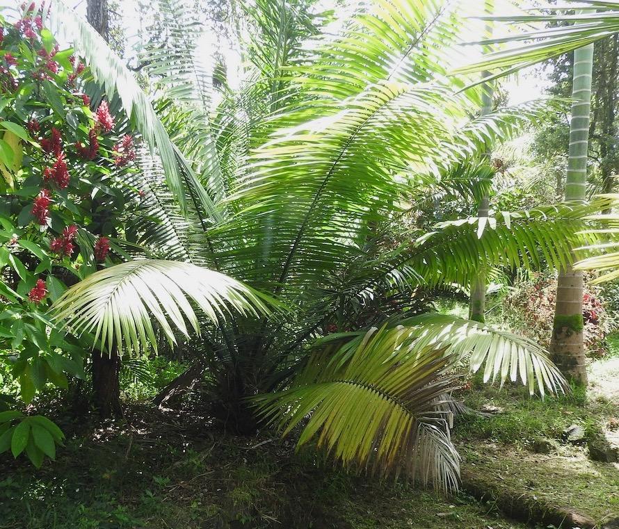 Palms with no trunks - DISCUSSING PALM TREES WORLDWIDE - PalmTalk