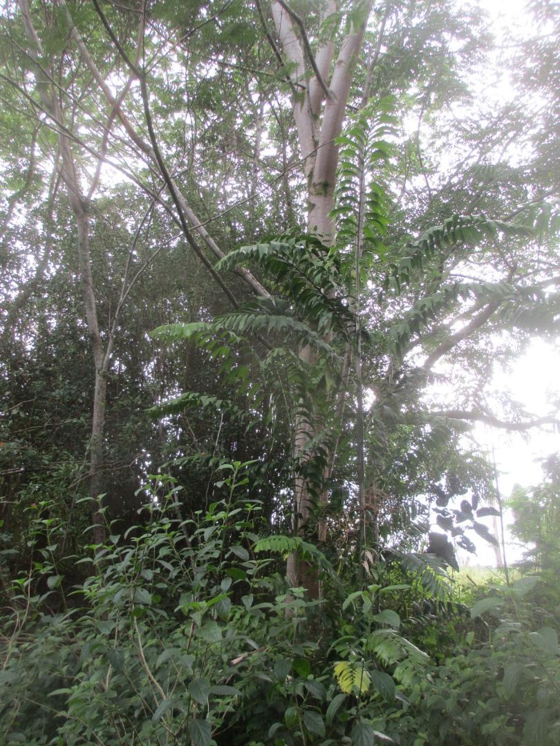 Lauterbachii or Schefferi - DISCUSSING PALM TREES WORLDWIDE - PalmTalk