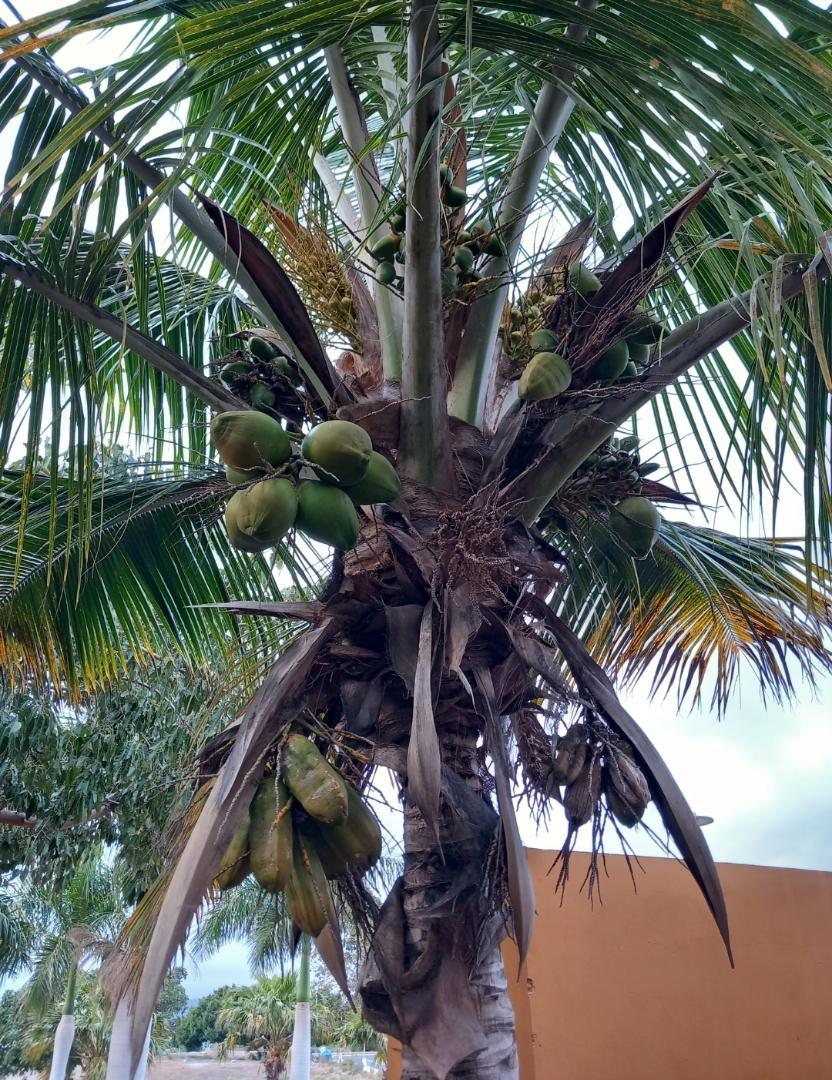 Gold coast palm potential - DISCUSSING PALM TREES WORLDWIDE - PalmTalk