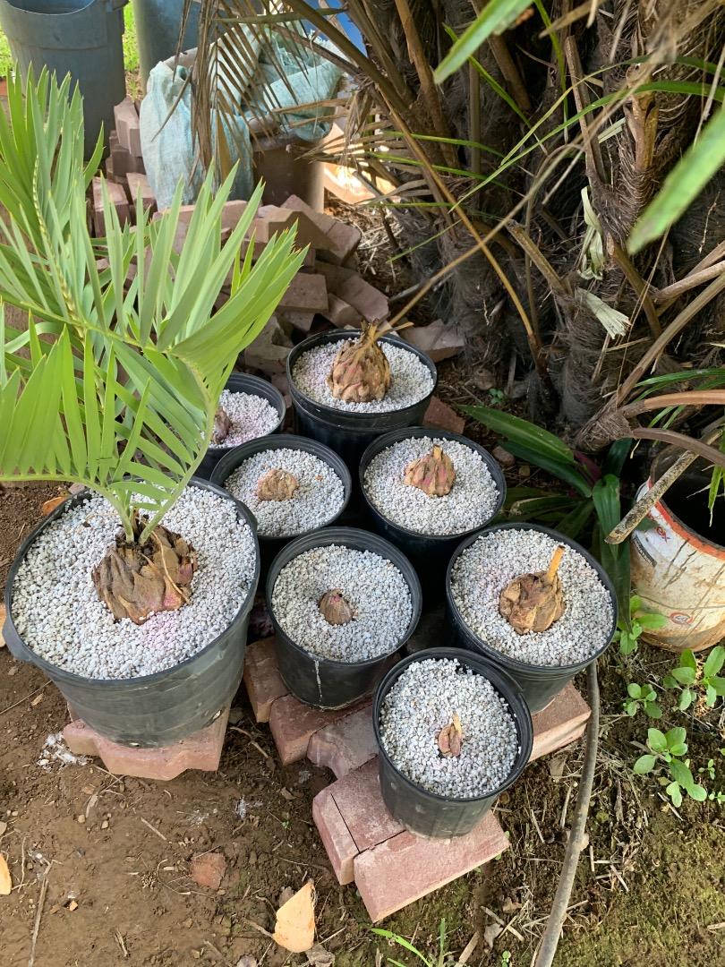 Cycad offset propagation - TROPICAL LOOKING PLANTS - Other Than Palms ...
