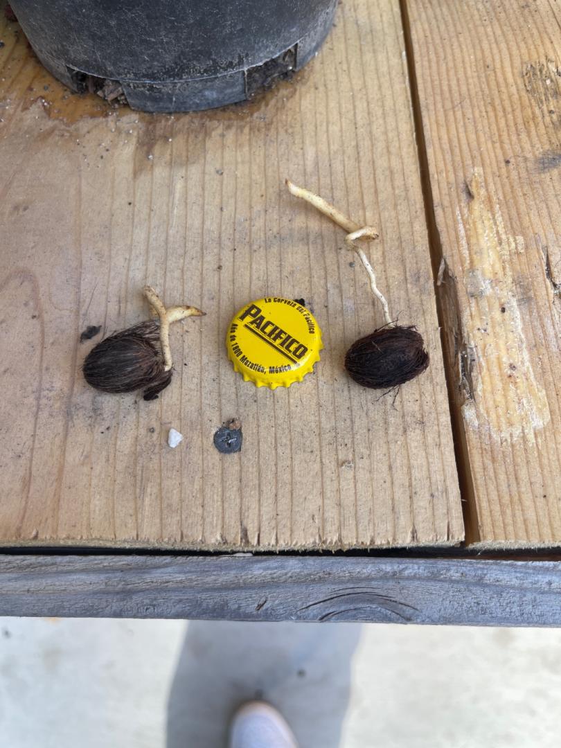 Huntington seed id - DISCUSSING PALM TREES WORLDWIDE - PalmTalk