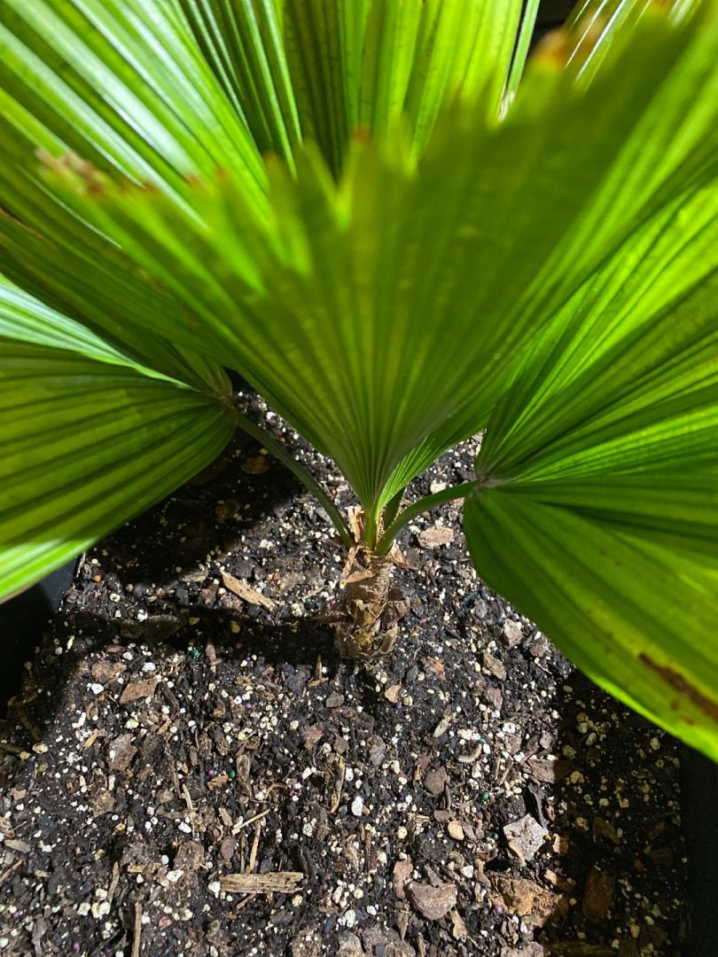 Help with licuala grandis - PALMS IN POTS - PalmTalk
