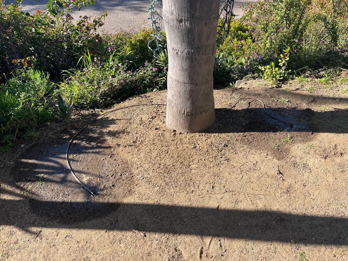 Drip irrigation specifics on large queen palms - DISCUSSING PALM TREES ...