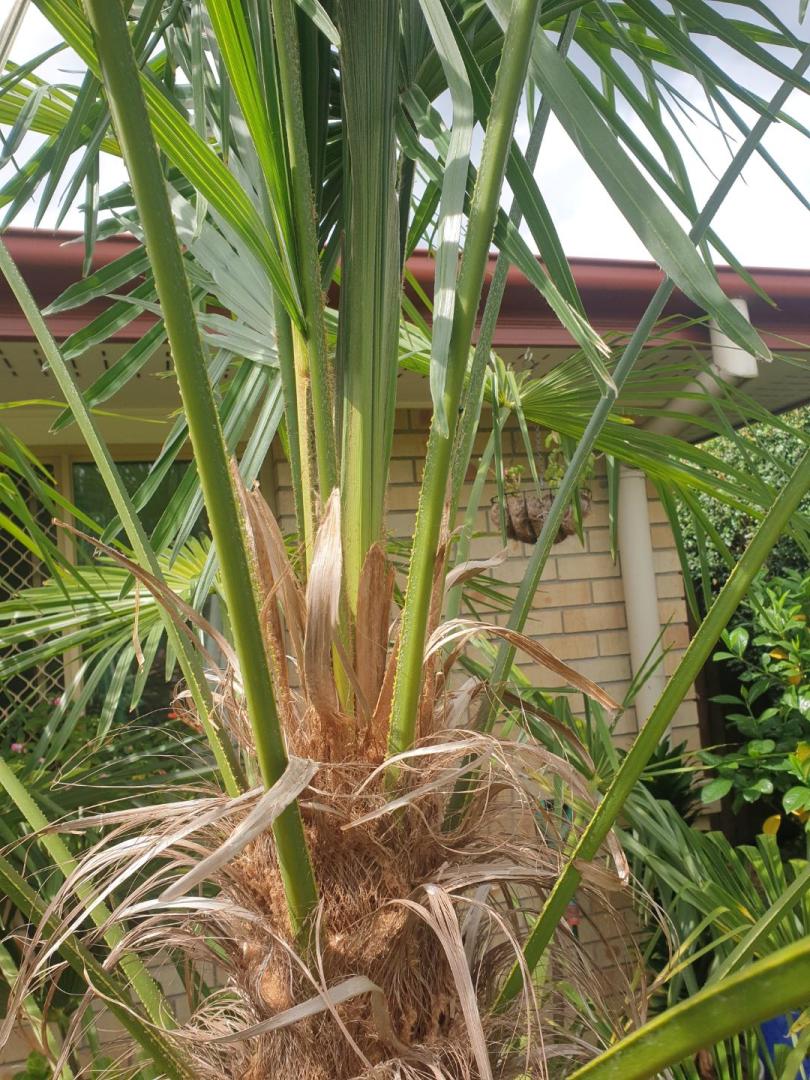 Fast growing mystery Trachycarpus - DISCUSSING PALM TREES WORLDWIDE ...