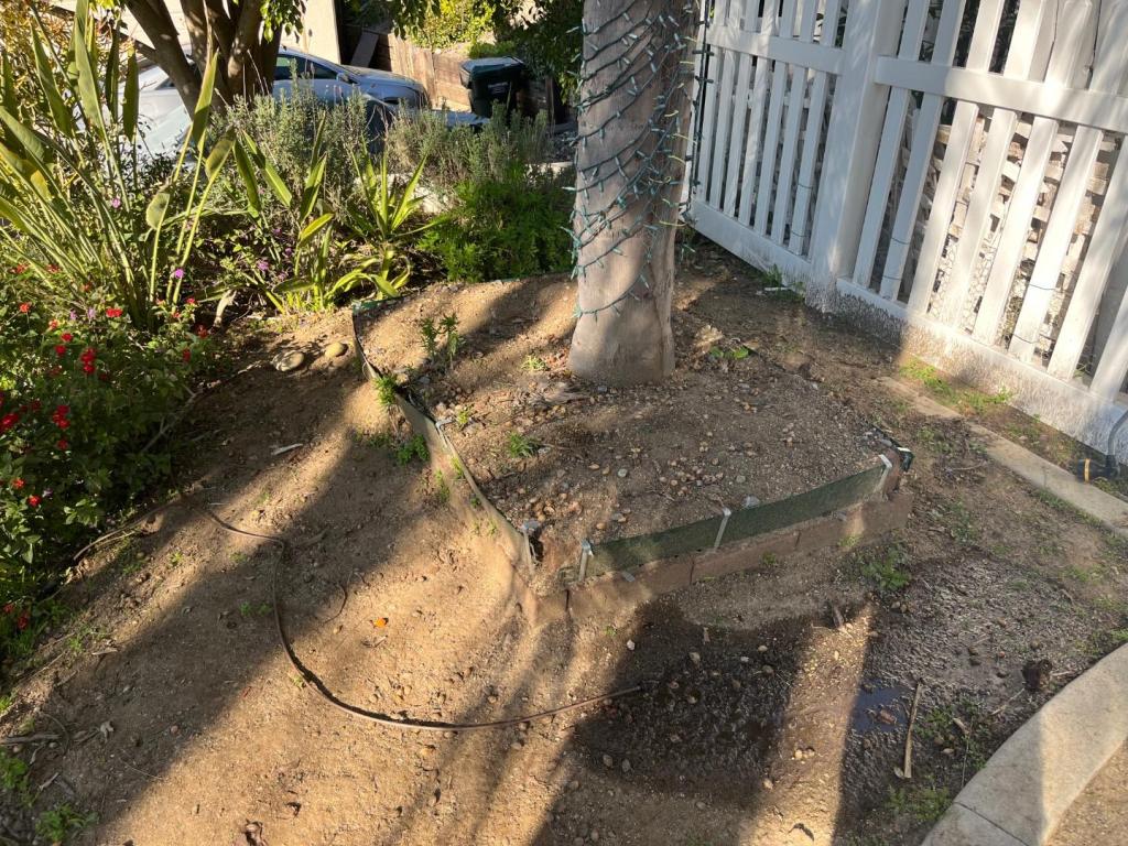 Drip irrigation specifics on large queen palms - DISCUSSING PALM TREES ...