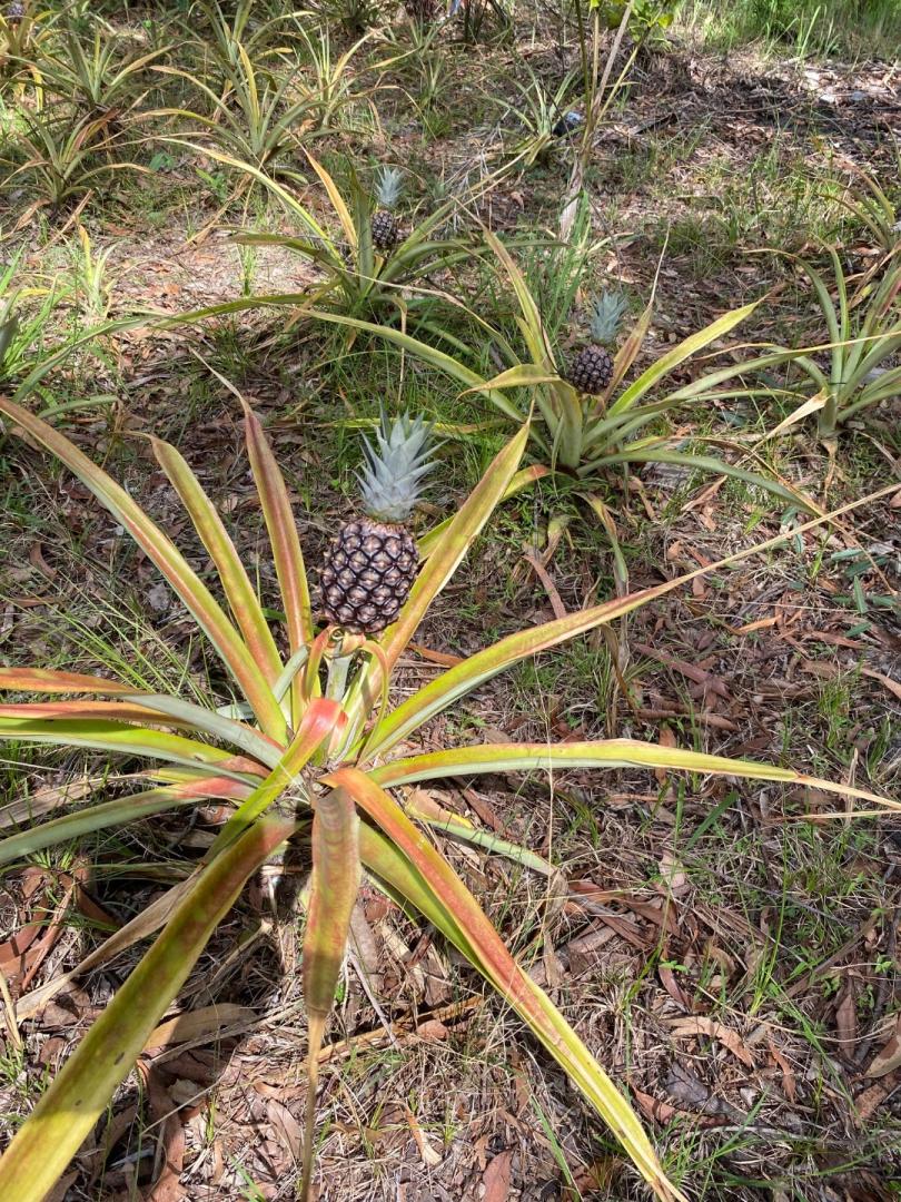 Pineapples are a croppin - TROPICAL LOOKING PLANTS - Other Than Palms ...