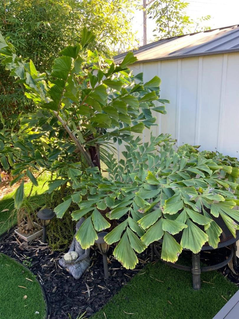 Do I have the Himalayan caryota? - DISCUSSING PALM TREES WORLDWIDE ...
