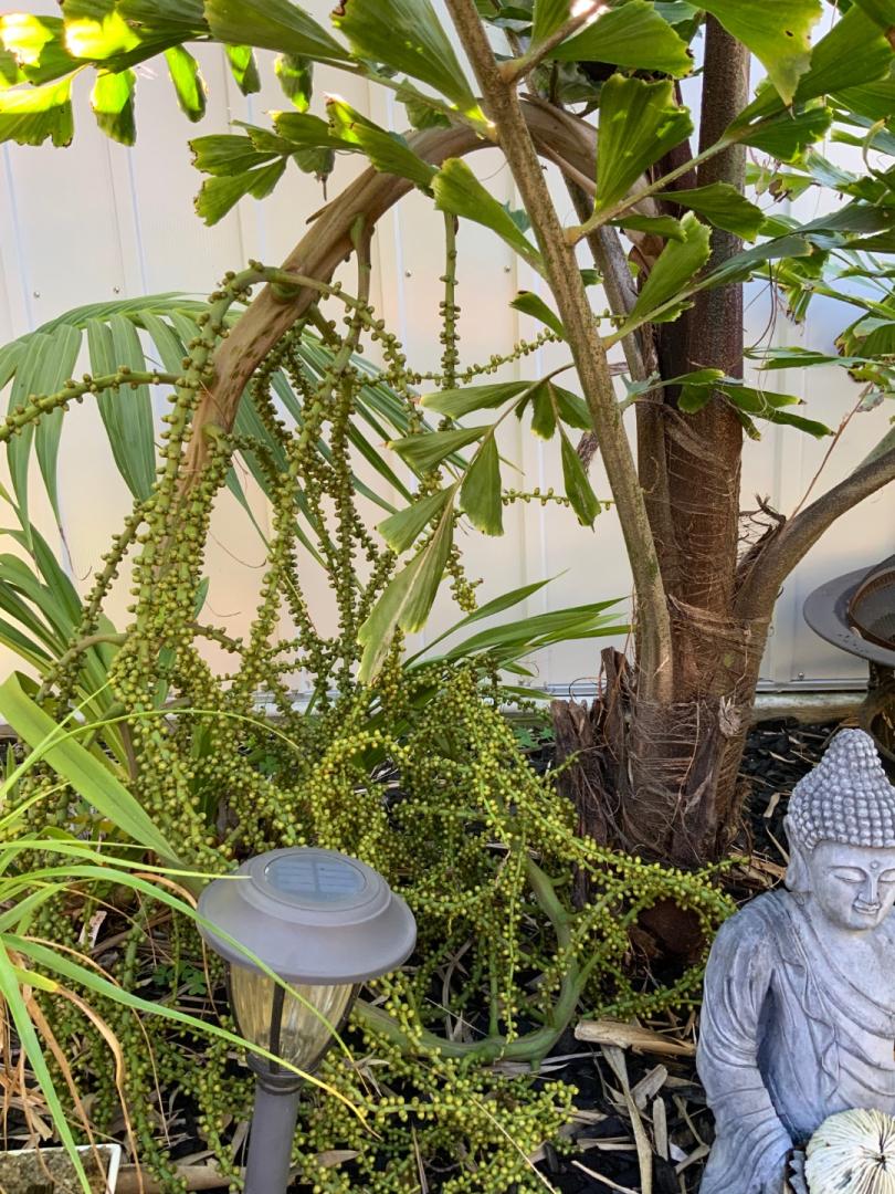 Do I have the Himalayan caryota? - DISCUSSING PALM TREES WORLDWIDE ...
