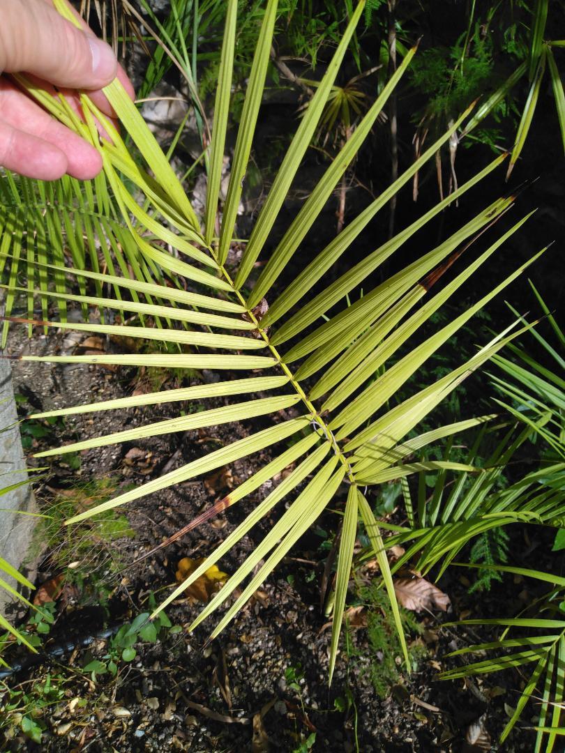 Chamaedorea ? - DISCUSSING PALM TREES WORLDWIDE - PalmTalk