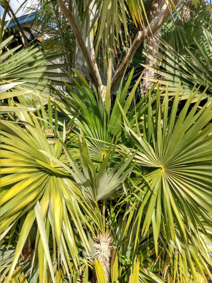 How do you grow your Zombie palm? - DISCUSSING PALM TREES WORLDWIDE ...