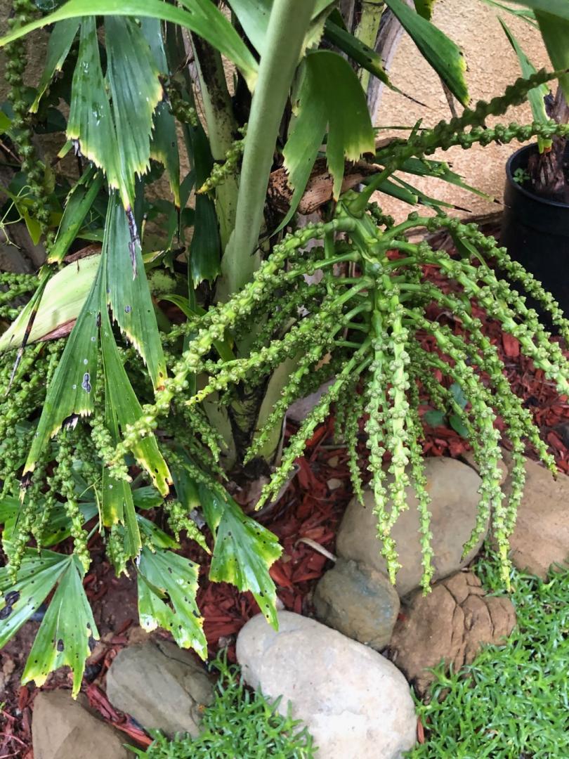 Do I have the Himalayan caryota? - DISCUSSING PALM TREES WORLDWIDE ...