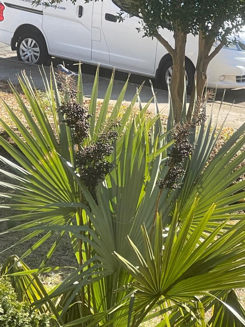 I found out why I don't have seed on the tops of my seed stalks on my ...