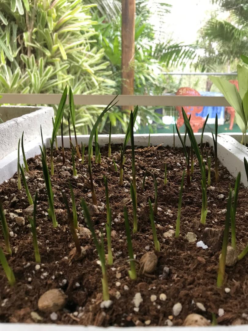 Germinating a few palm seeds - DISCUSSING PALM TREES WORLDWIDE - PalmTalk