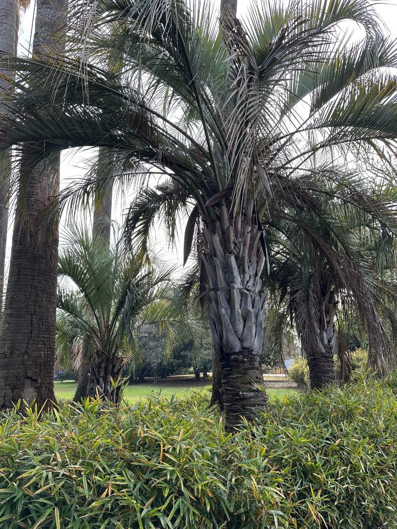 What are the difference between Butia capitata vs. Butia yatay ...
