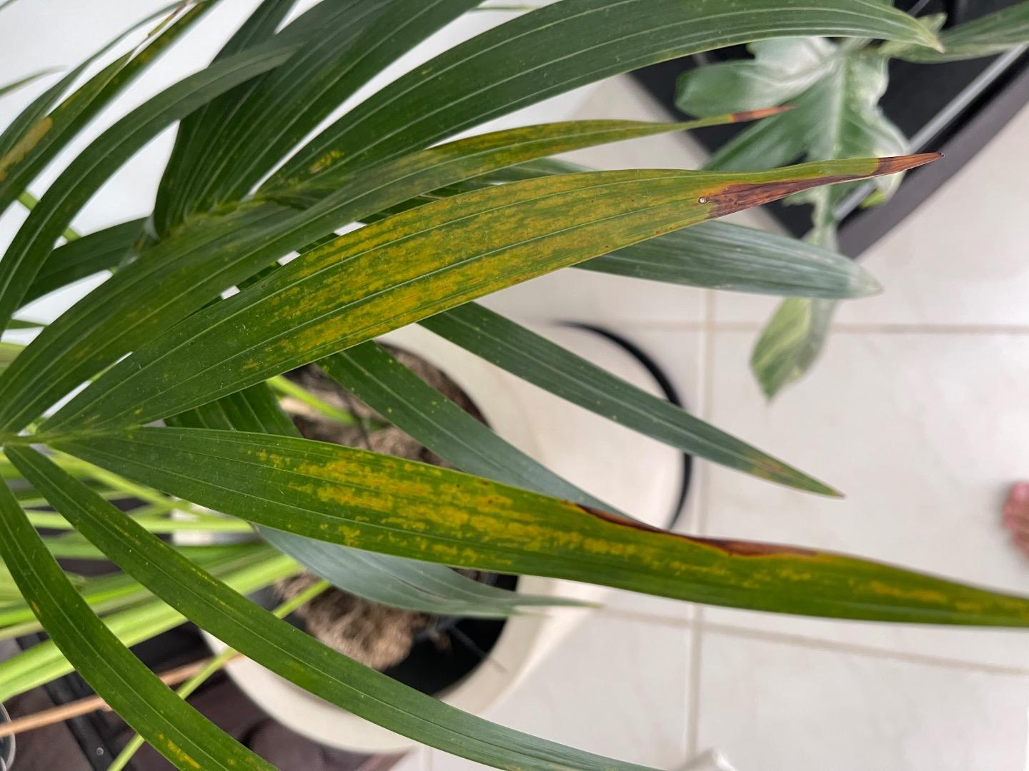 Kentia palm leaf’s spotting and yellowing - PALMS IN POTS - PalmTalk