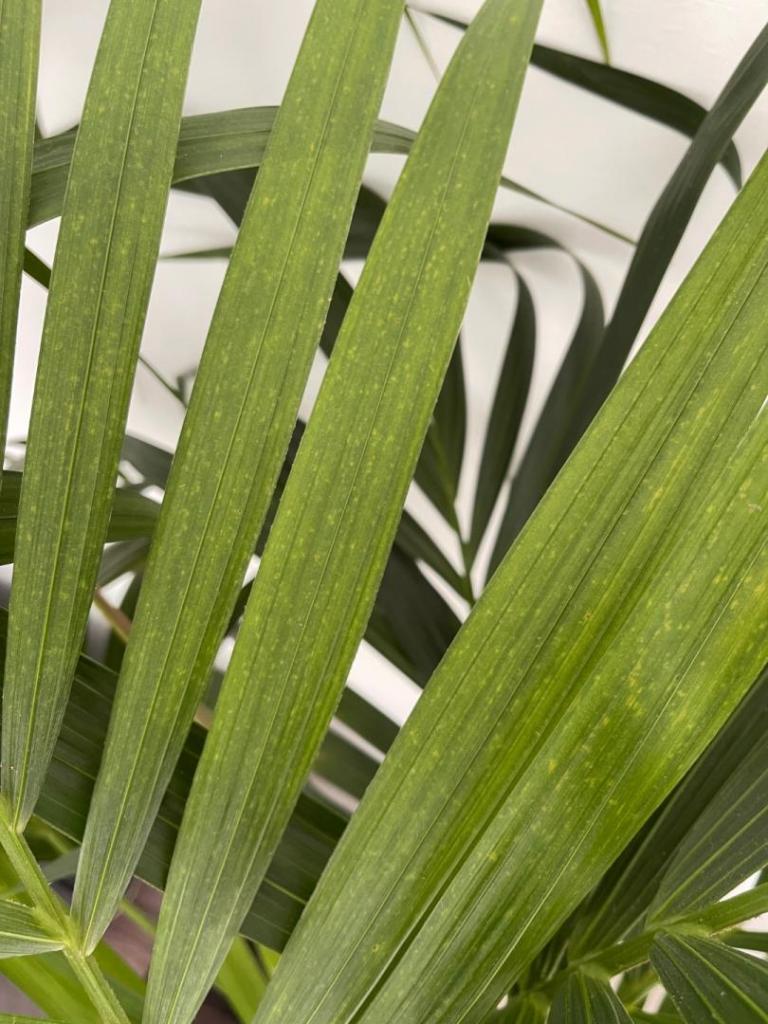 Kentia palm leaf’s spotting and yellowing - PALMS IN POTS - PalmTalk