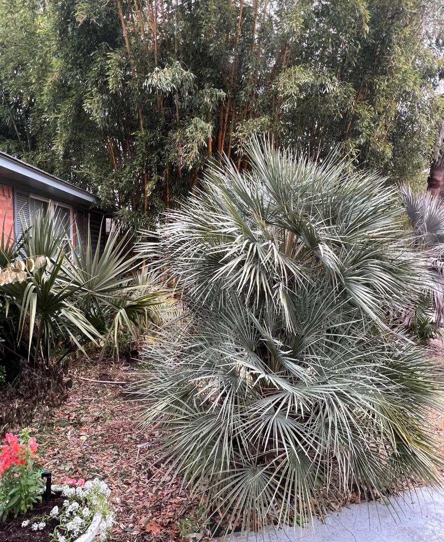 Cold hardiness comparison of C. Humilis in zone 8 - COLD HARDY PALMS ...