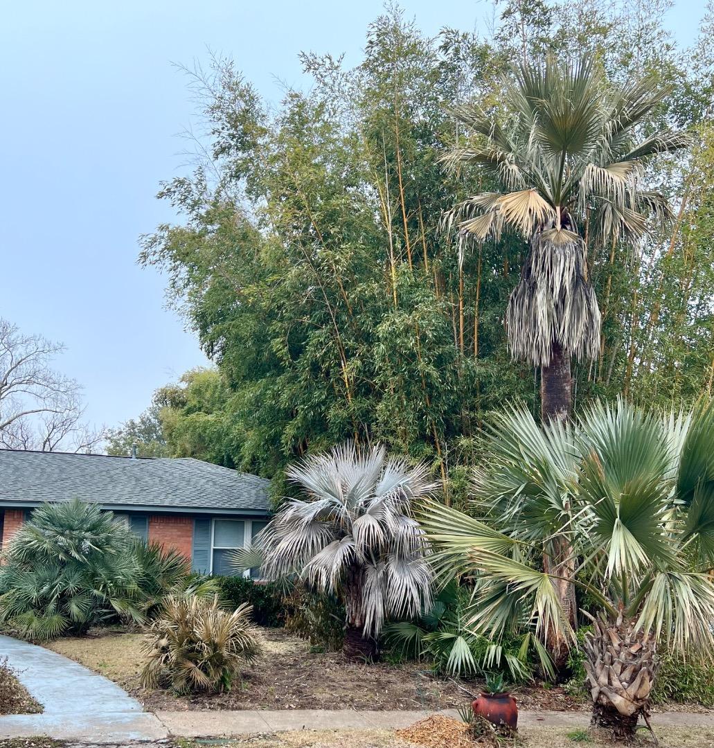 Cold hardiness comparison of C. Humilis in zone 8 - COLD HARDY PALMS ...