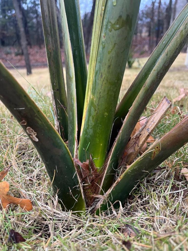 Sabal spear pull... death sentence? What are your experiences - COLD ...