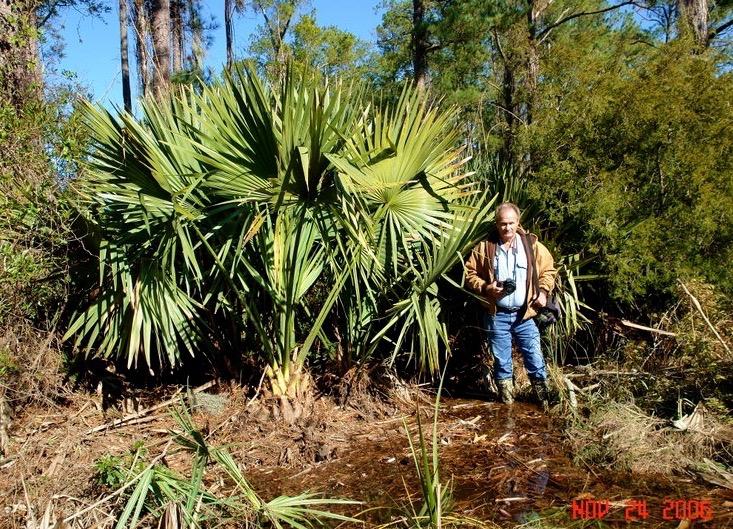 Sabal minor crosses and subspecies, cultivars - COLD HARDY PALMS - PalmTalk