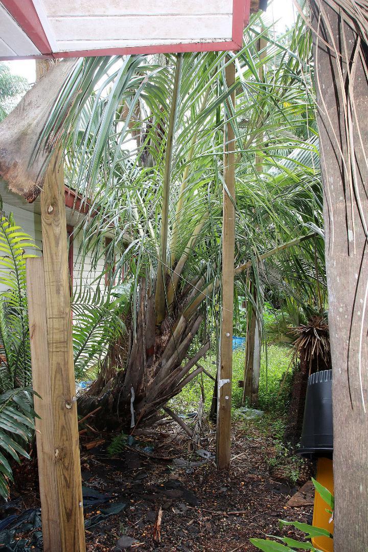 Remembering a friend - DISCUSSING PALM TREES WORLDWIDE - PalmTalk