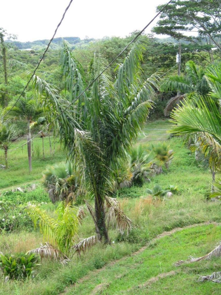 Anyone growing Oenocarpus bacaba? - DISCUSSING PALM TREES WORLDWIDE ...