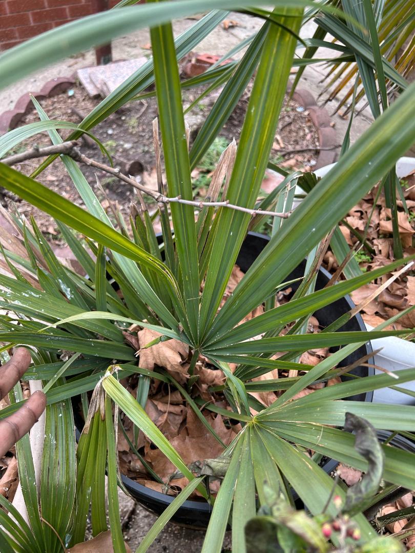 protecting potted roots - COLD HARDY PALMS - PalmTalk