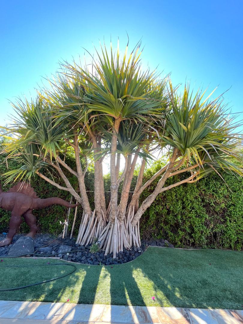 Show us your Pandanus - TROPICAL LOOKING PLANTS - Other Than Palms ...