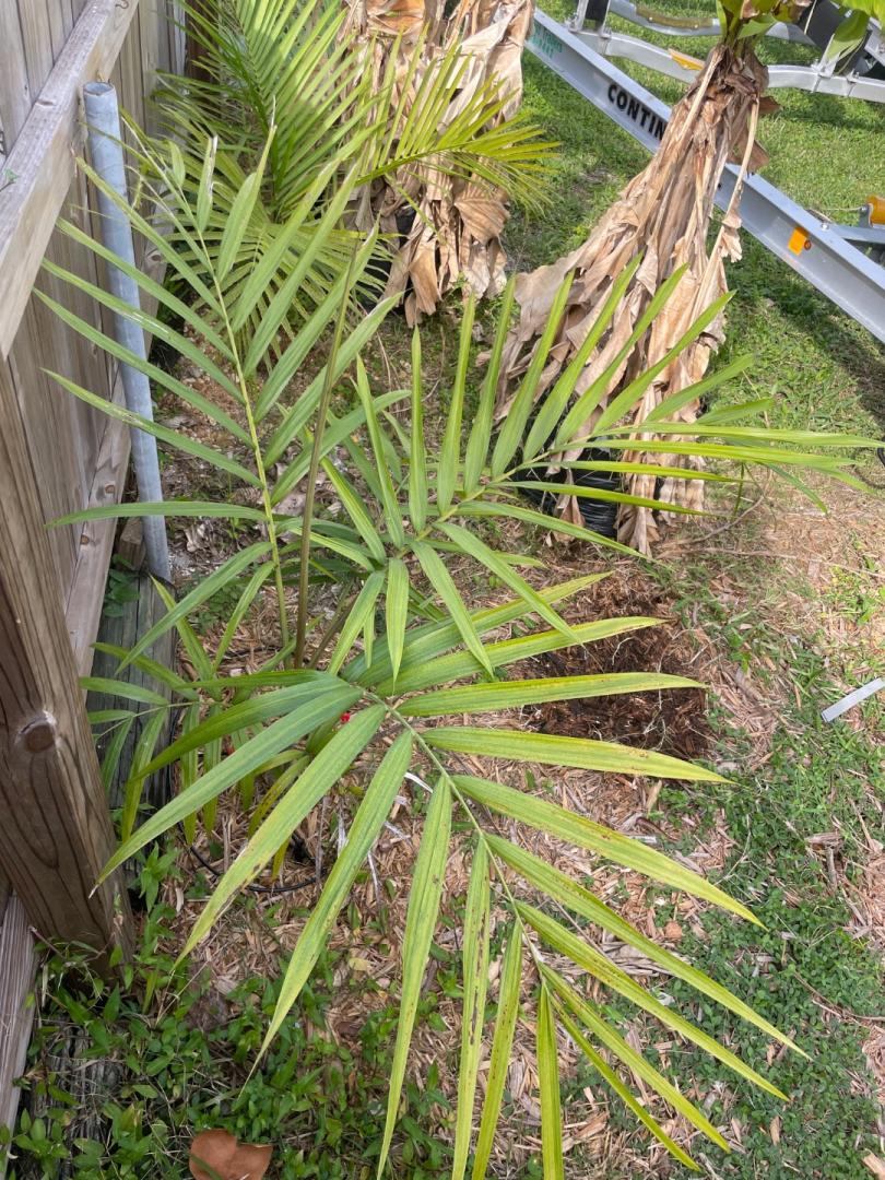 Cyphophoenix elegans - DISCUSSING PALM TREES WORLDWIDE - PalmTalk