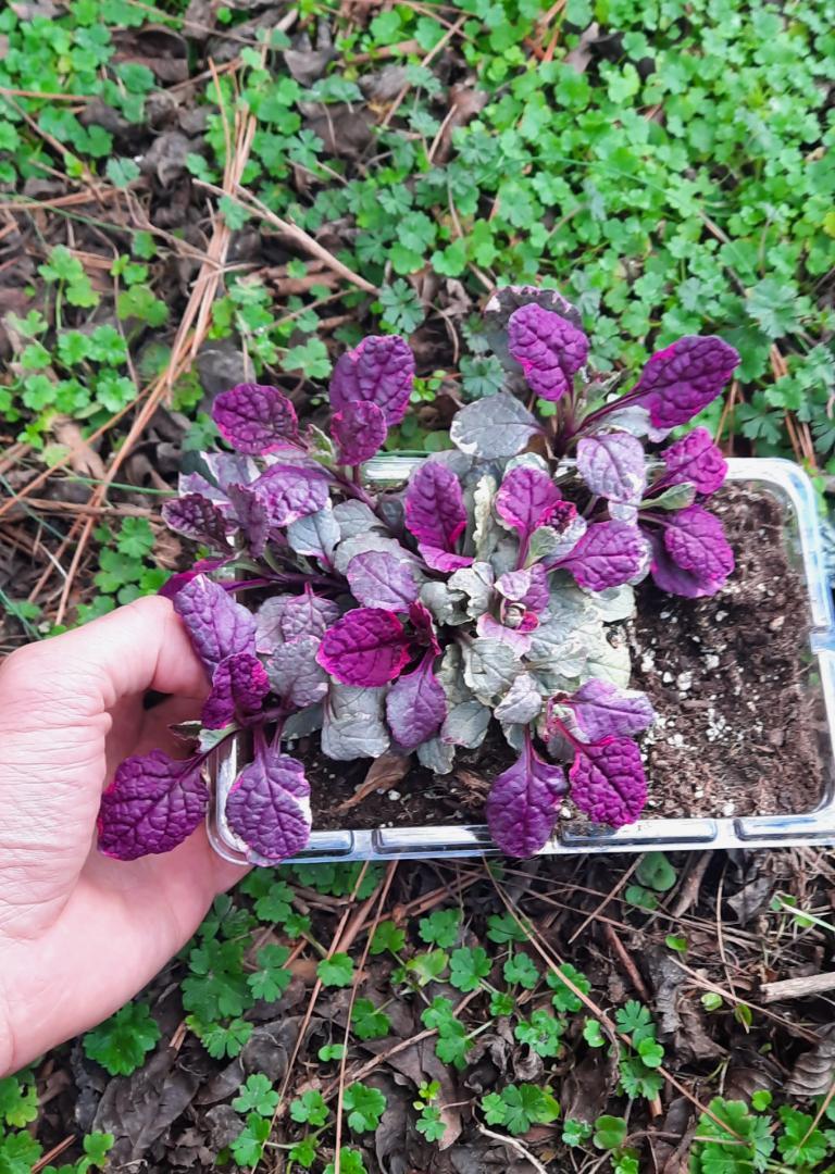 Ajuga "burgundy glow" - TROPICAL LOOKING PLANTS - Other Than Palms ...