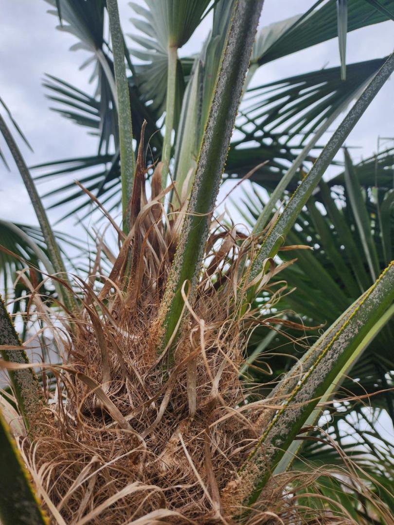Need help with diagnosis and cure - DISCUSSING PALM TREES WORLDWIDE ...