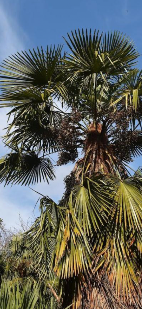 Palm trees native to China - COLD HARDY PALMS - PalmTalk