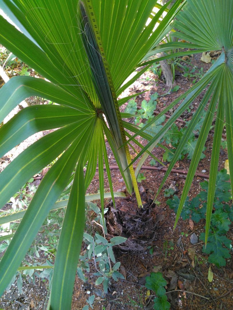 Brahea ID - DISCUSSING PALM TREES WORLDWIDE - PalmTalk