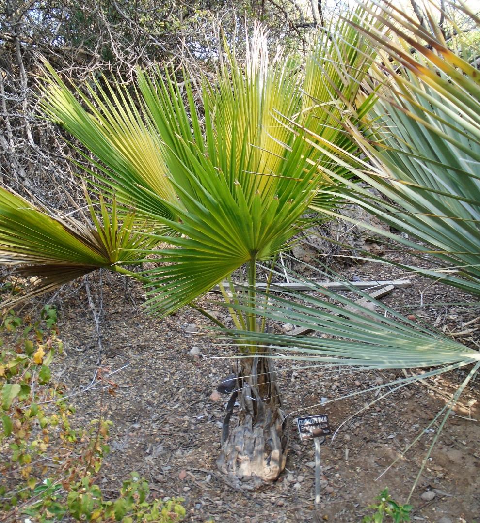Brahea ID - DISCUSSING PALM TREES WORLDWIDE - PalmTalk